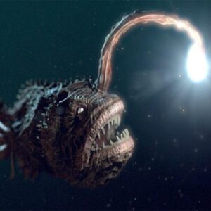 Pez Linterna: historia, características, alimentación, reproducción - Esdepeces