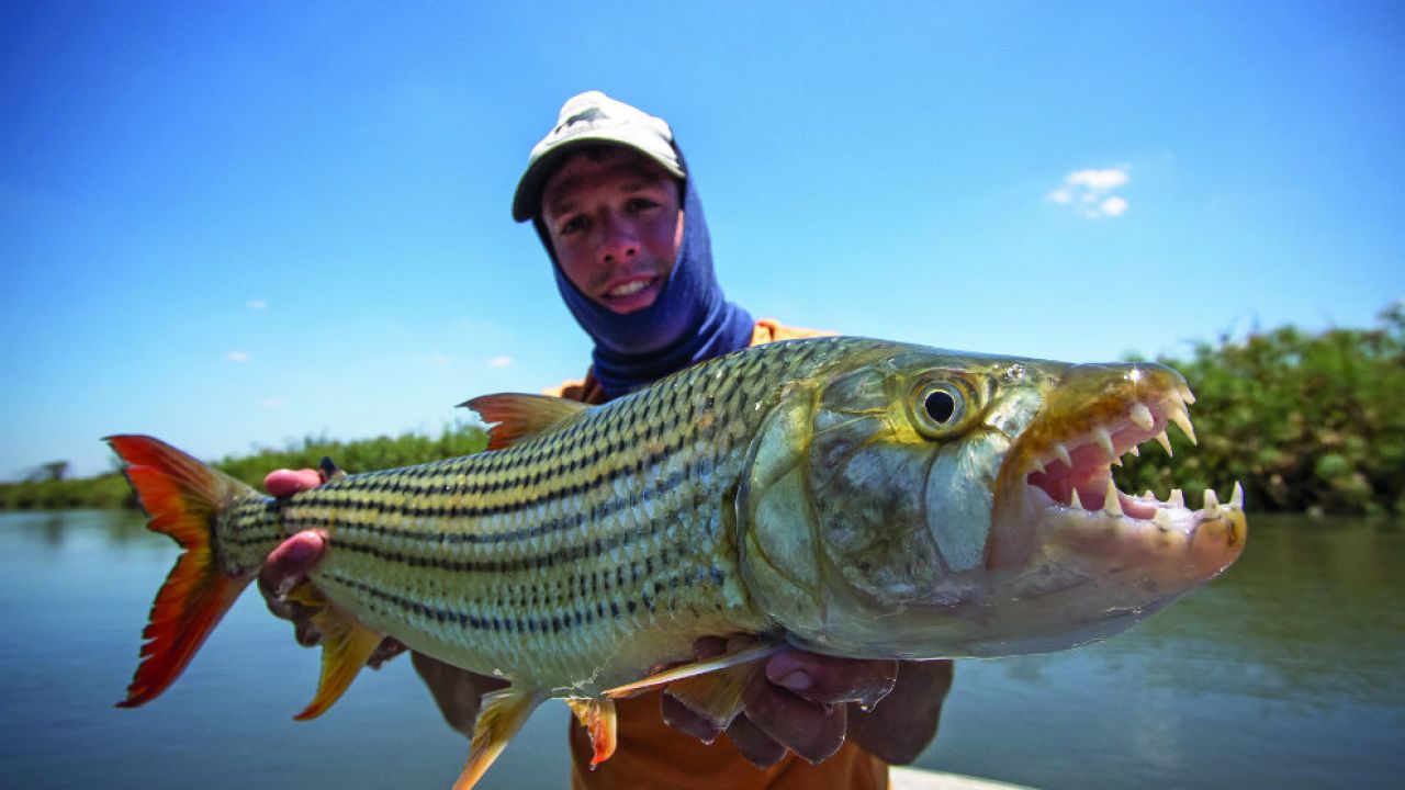 Pez tigre: historia, características, alimentación, cuidados y más ...