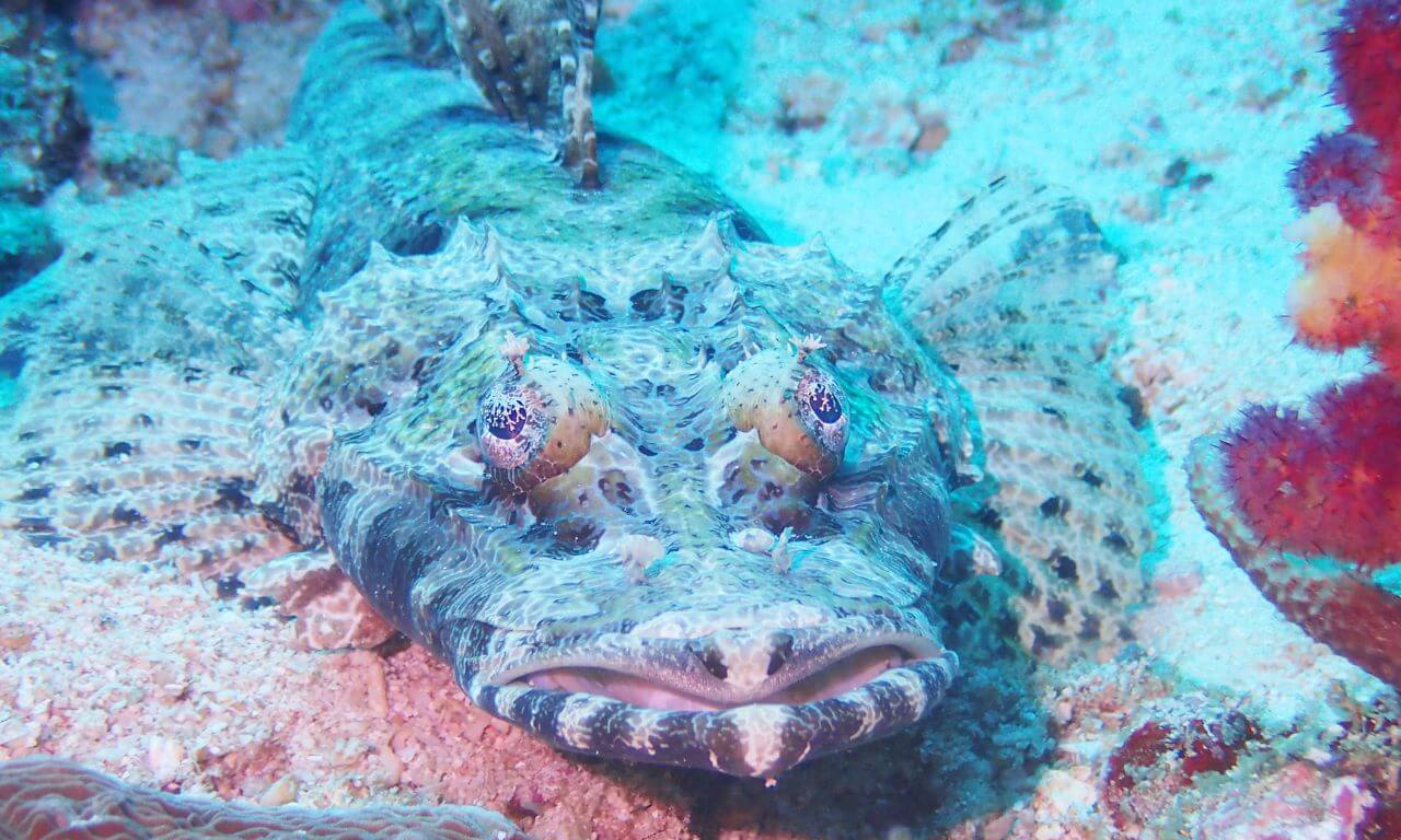 Pez cocodrilo: historia, características, alimentación y más