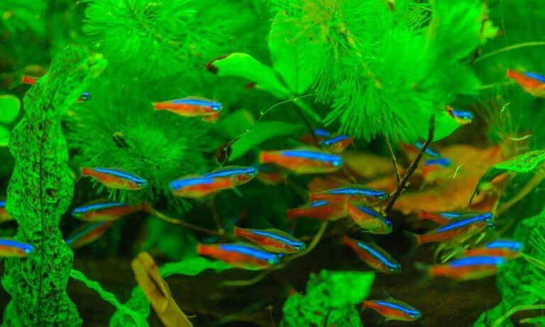 Pez Neón: historia, características, alimentación, cuidados y más ...