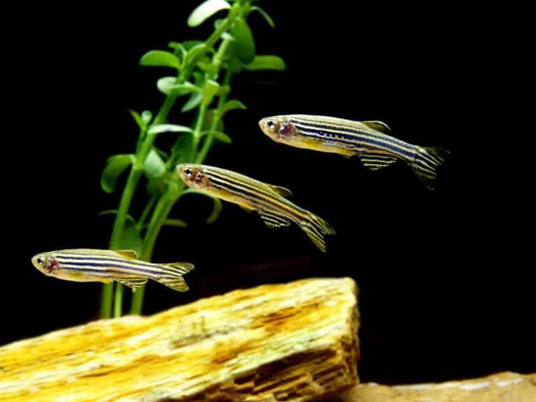 Pez cebra: historia, características, alimentación, cuidados y más ...