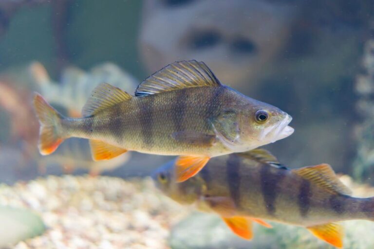 Pez Linterna: historia, características, alimentación, reproducción ...