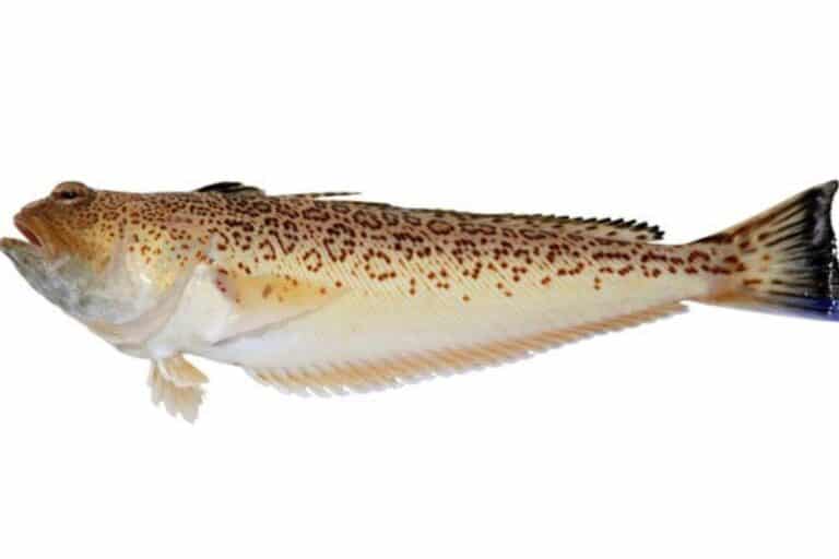 Pez Neón: historia, características, alimentación, cuidados y más ...