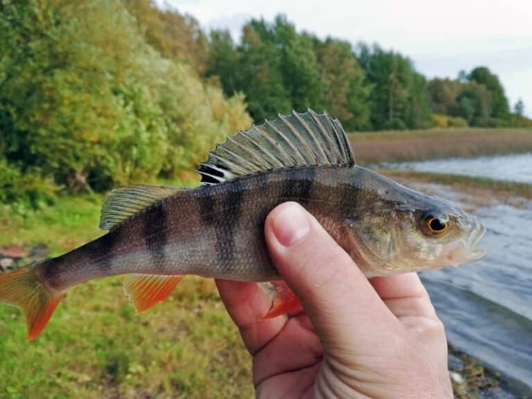 Perca sol: historia, características, alimentación, cuidados y más ...